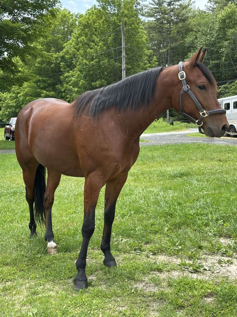 Standardbred 3 Year Old Gelding for Sale in Massachusetts