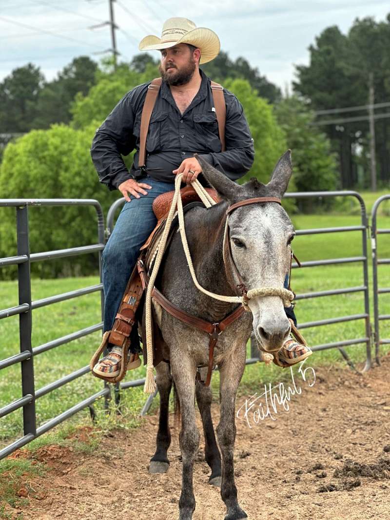 17 Year Old Molly Mule