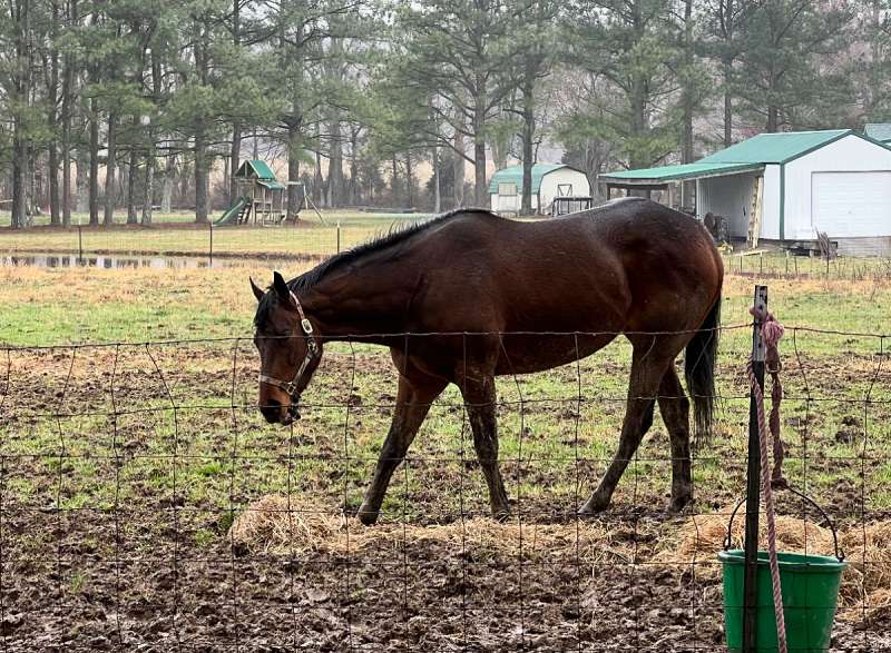 Hoot OTTB Mare Unraced