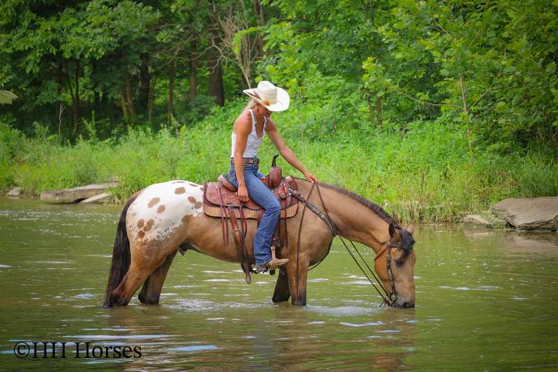 Unique, Fancy, and Gentle Buckskin Blanketed Appaloosa Gelding, Quiet