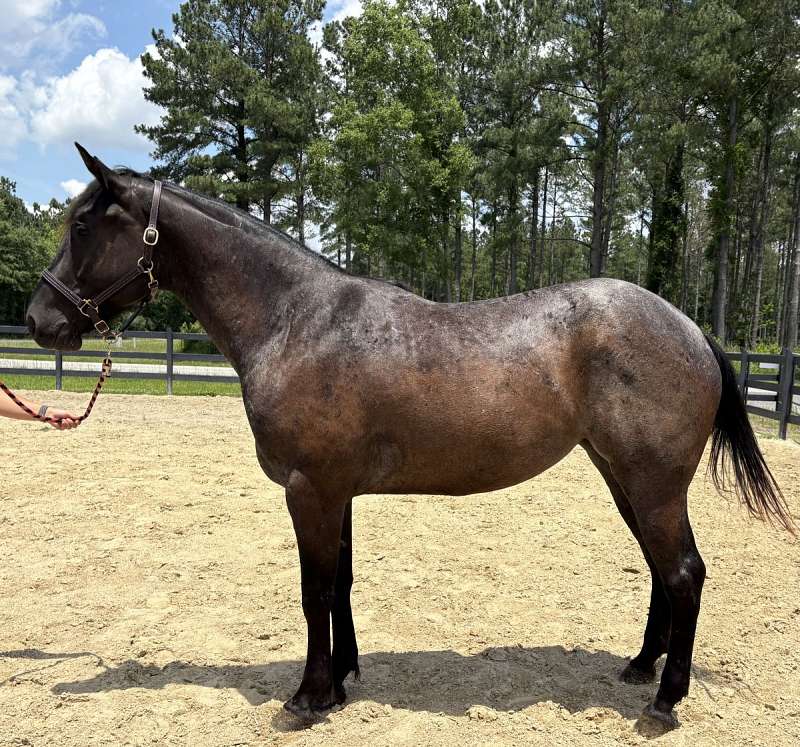 Blue Roan Percheron QH