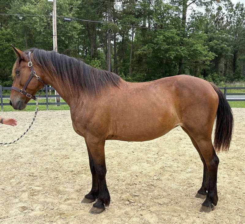 Bay Draft Cross Mare