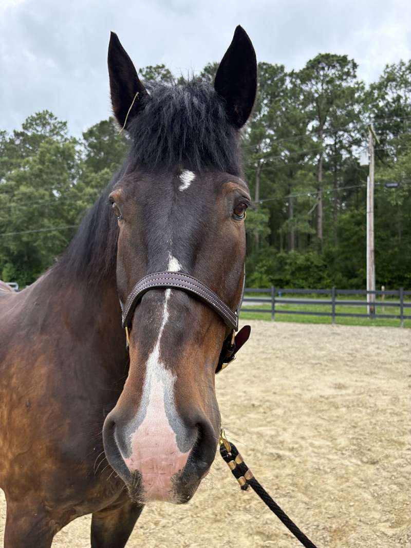 Bay Draft Cross Gelding