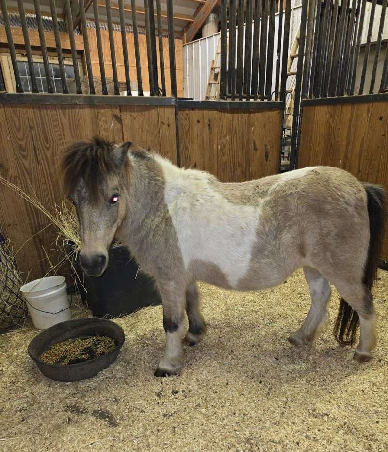 Tobiano Buckskin Paint Mini Mare & Colt. Bred Back & Healthy