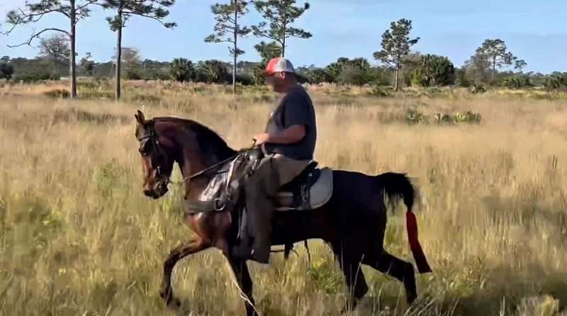 Exceptional Bay Tennessee Walking Horse Gelding