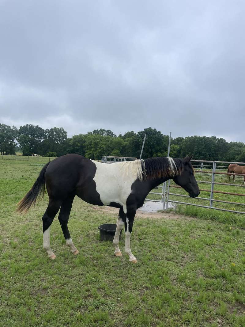 Roping Prospect Black and White Tobiano Yearling Filly