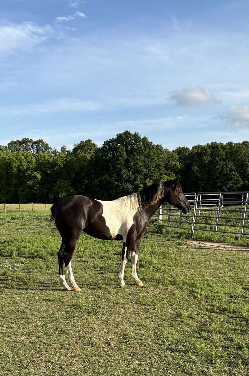 Roping Prospect Black and White Tobiano Yearling Filly