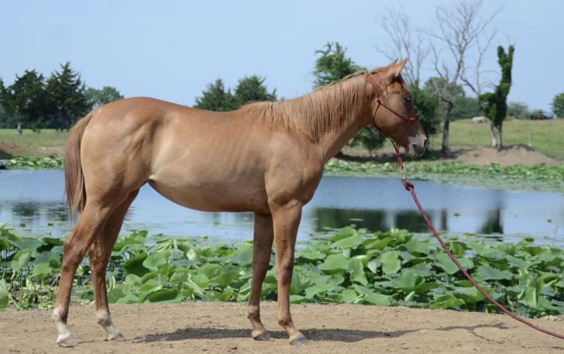 AQHA Yearling Filly