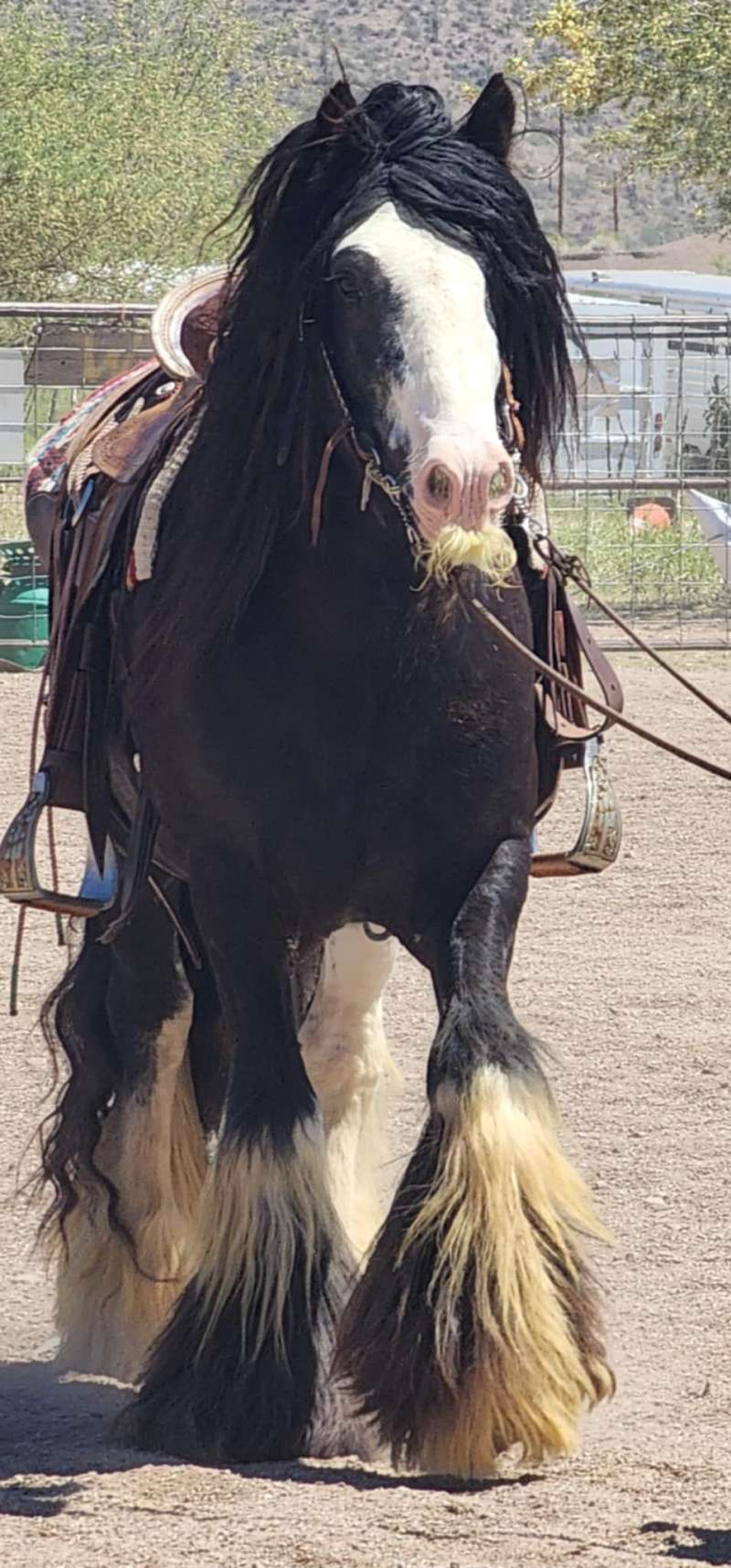 Next Level Gypsy Vanner Stallion, SD Real Deal