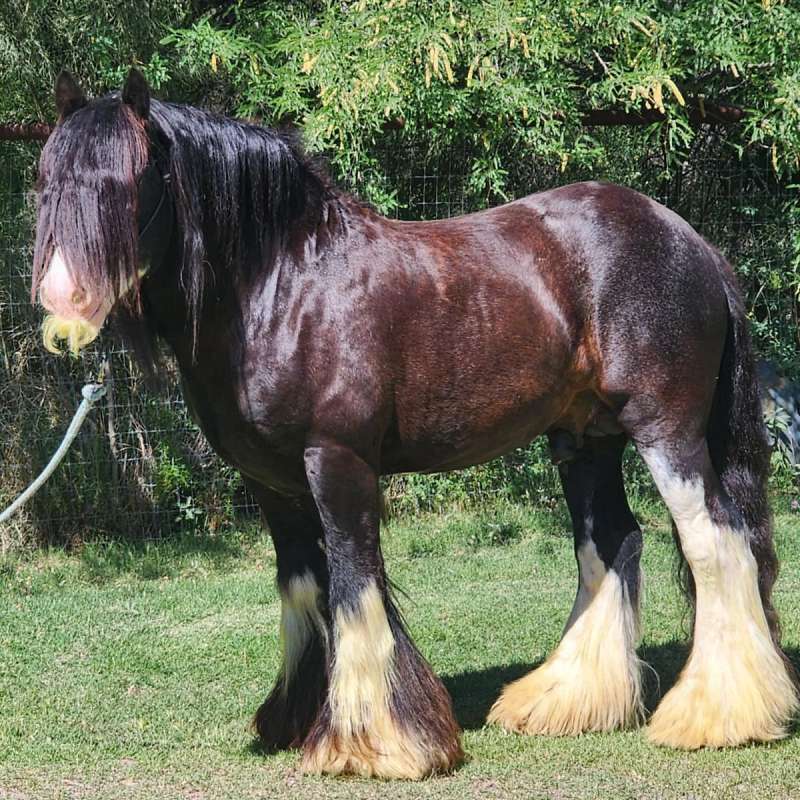 Next Level Gypsy Vanner Stallion, SD Real Deal