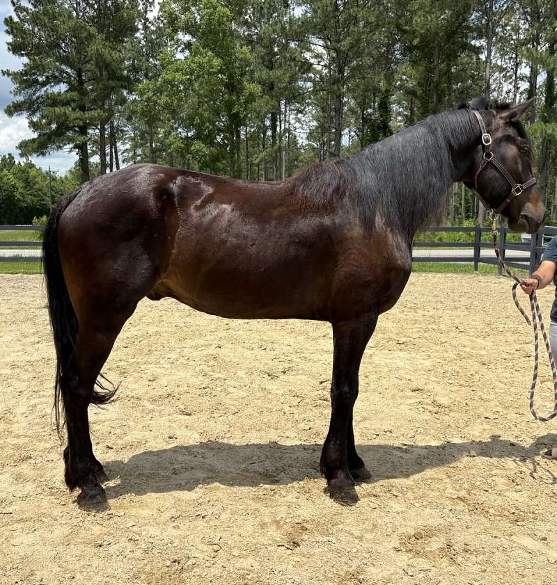 Friesian Cross Gelding