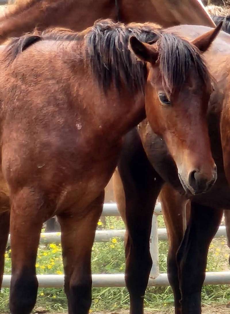 Bay Roan Yearling Gelding