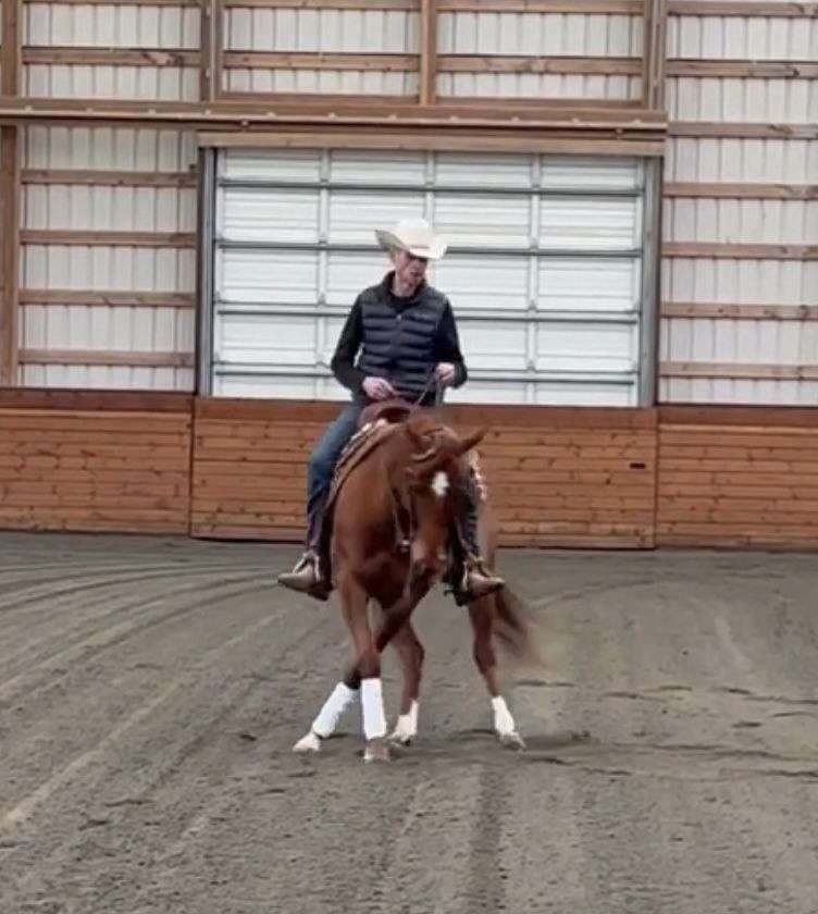 2018 AQHA Gelding,Red Roan