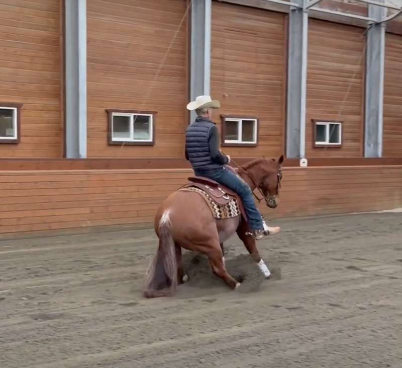 2018 AQHA Gelding,Red Roan