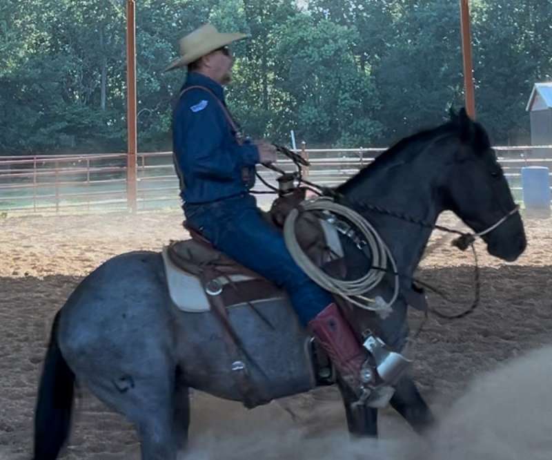 Blue Roan Gelding