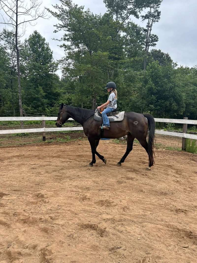 10 Y/O 16h Appendix Gelding