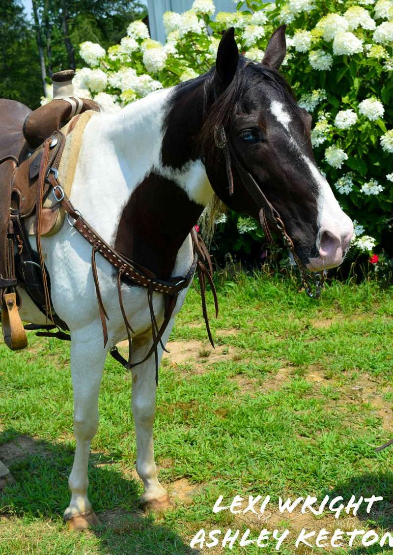 Flashy Fancy Paint Horse