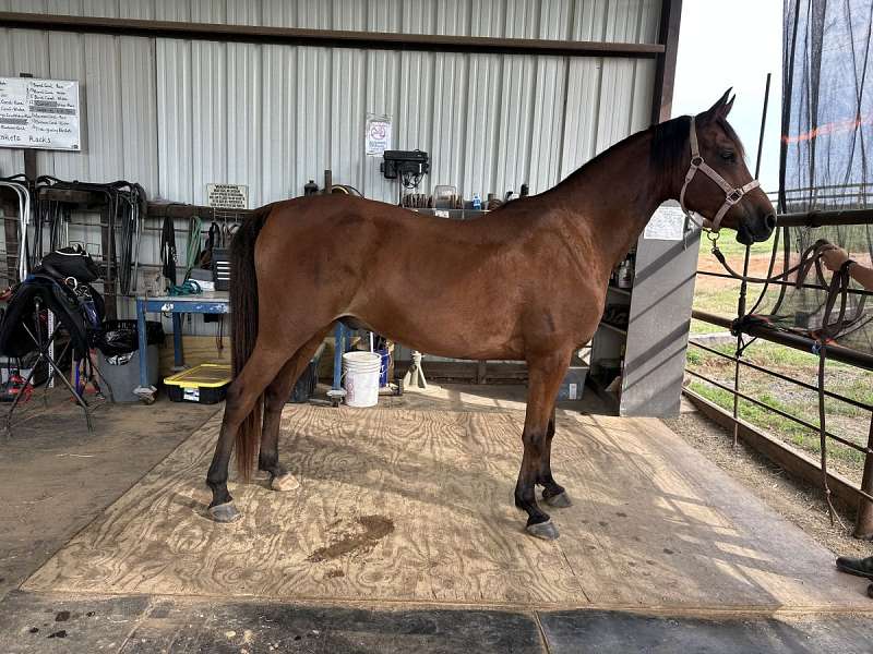 6 Year Old Arabian Gelding; a Personable, Safe, Fun Partner