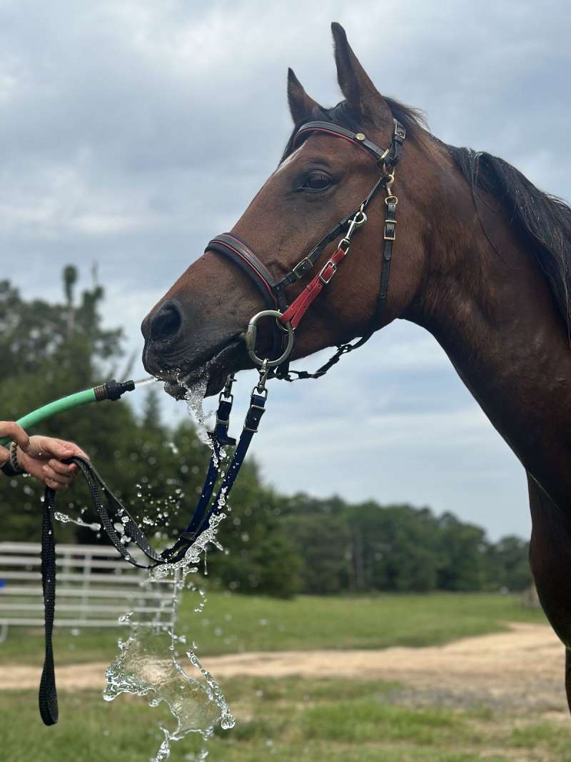 6 Year Old Arabian Gelding; a Personable, Safe, Fun Partner