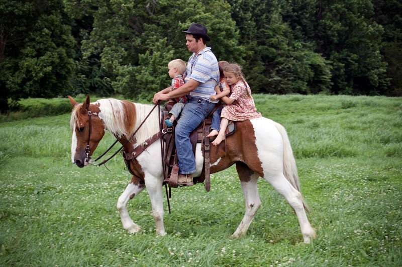 Excellent Beginner Safe Draft Cross Mare " One of a Kind"