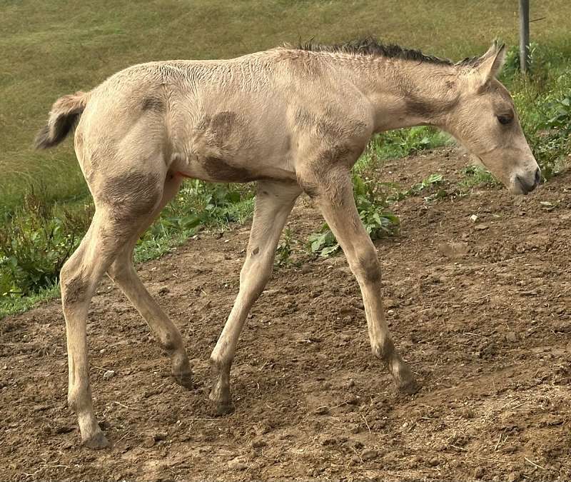 Beautiful Dunskin Filly With Phenomenal Bloodlines and Dun Factor!