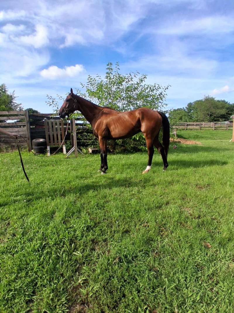 Fancy Bay Gelding