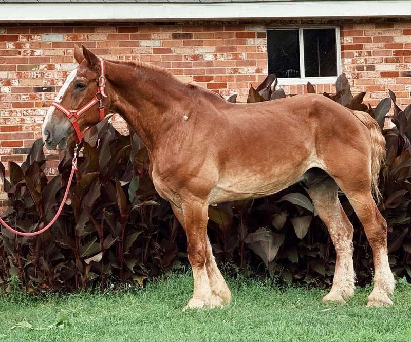 Gorgeous Beginner Safe Belgian Gelding