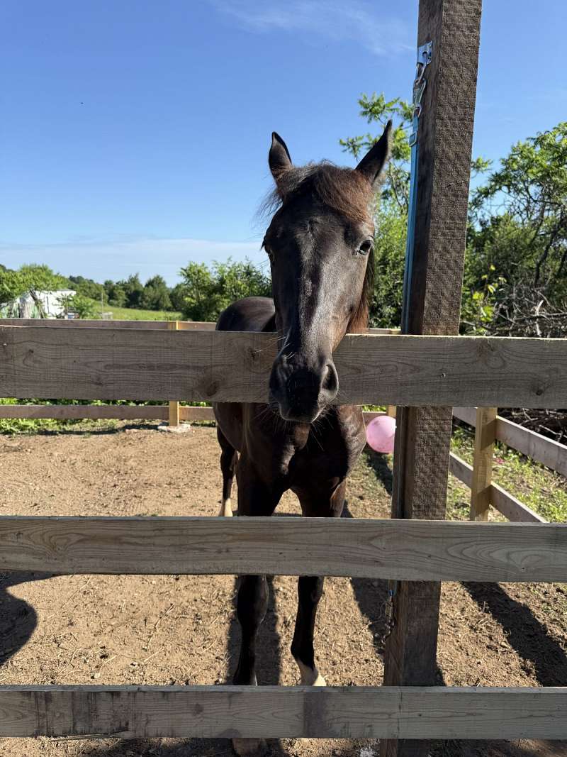 Friesian Cross Yearling