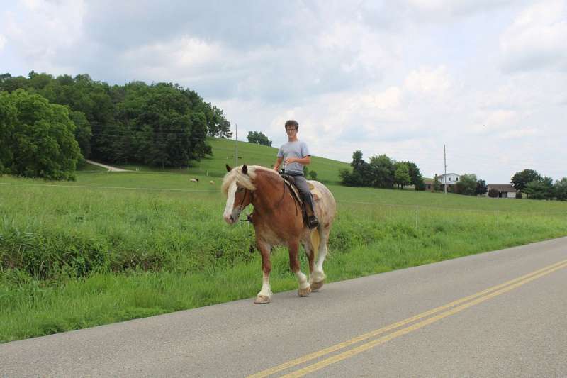 Beginner Safe Draft Gelding