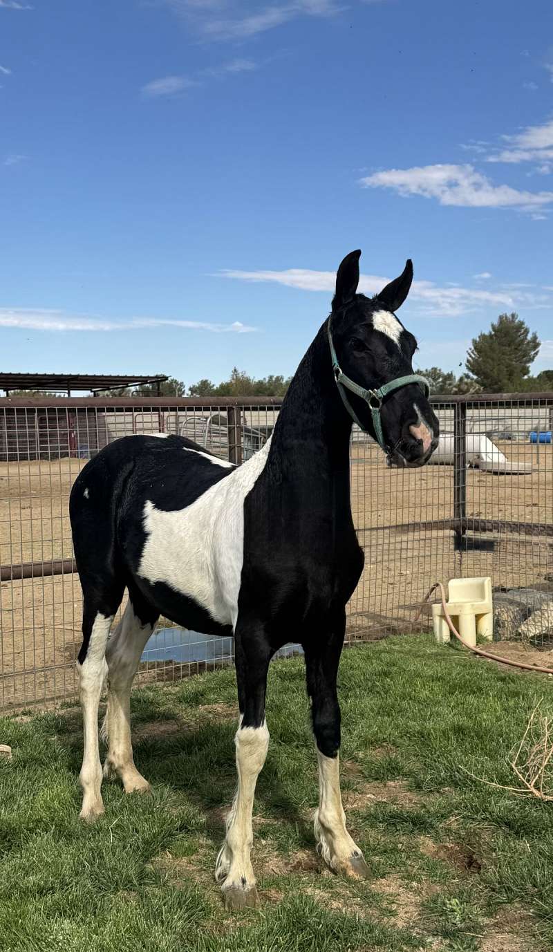 Barock Pinto (KWPN) Colt