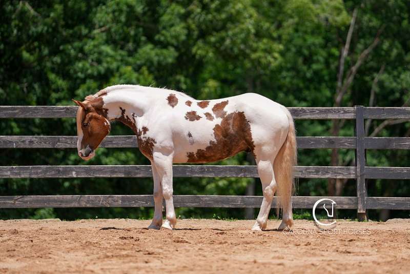 Santa Fe - Versatile & Family Friendly 4 Yr Old Paint X Haflinger Gelding!