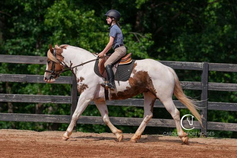Santa Fe - Versatile & Family Friendly 4 Yr Old Paint X Haflinger Gelding!