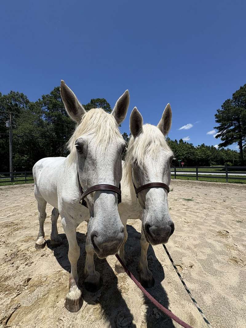 Team of Percheron Mares