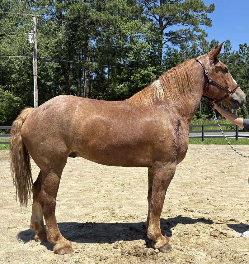 Red Roan Belgian