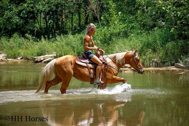 Gorgeous Golden Palomino Quarter Horse Gelding, Trail Rides, Quiet & Gentle