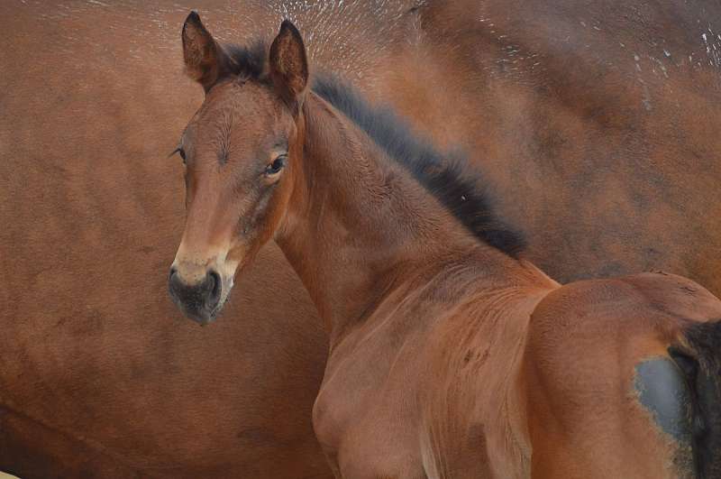 Spectacular Filly Foal With a Top Bloodline, Type and Blood. Top Bet for Sj
