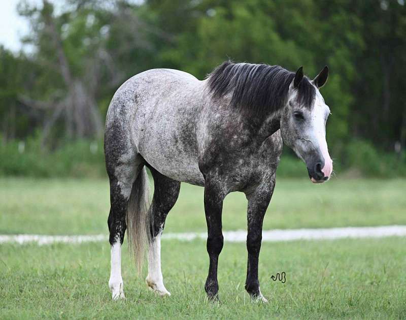 Lx Playguns Luna - Extremely Cowy 8 Yr Old Grey AQHA Mare!