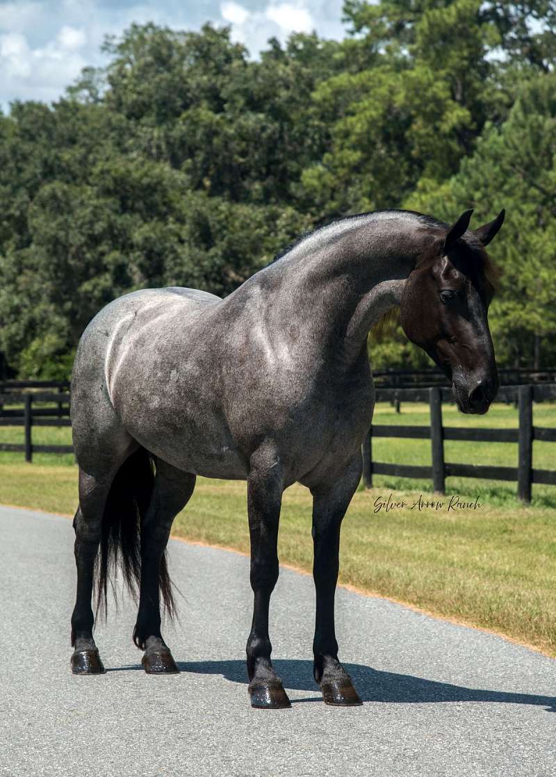 Frosted Sky - Absolutely Breathtaking 7 yo Blue Roan FSHR Mare!