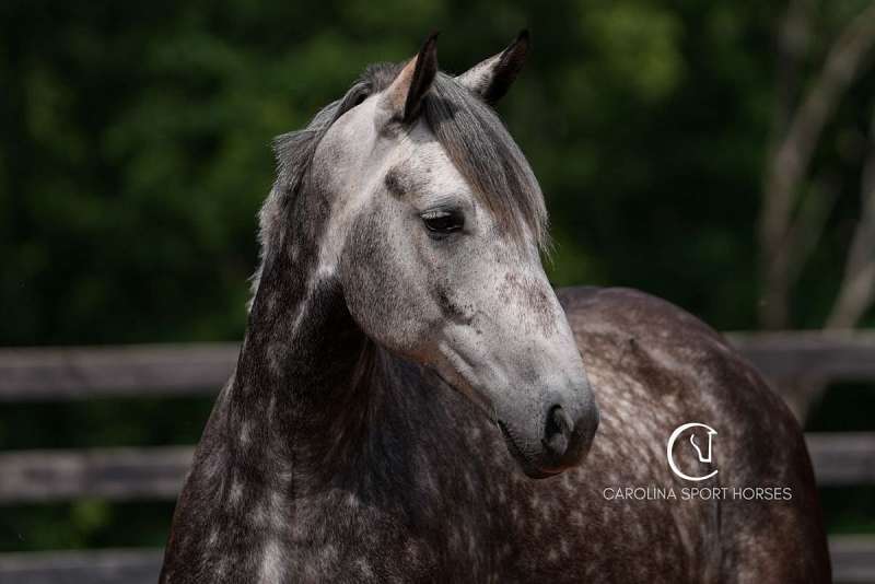 Congress - Sweet, Gentle, & Kind 5 yo Grey Friesian X QH Gelding!