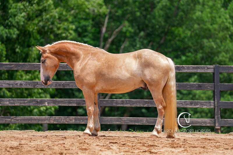 Boulder - Sturdy, Steady, & Sweet 4 Yr Old Palomino Belgian X QH Gelding!
