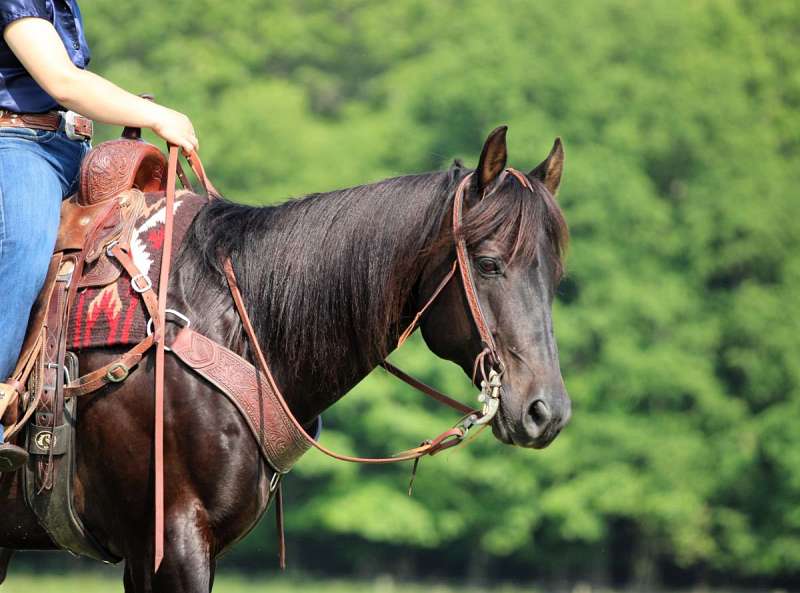 Bear - Family Horse Deluxe 13 Yr Old Brown Quarter Horse Gelding!