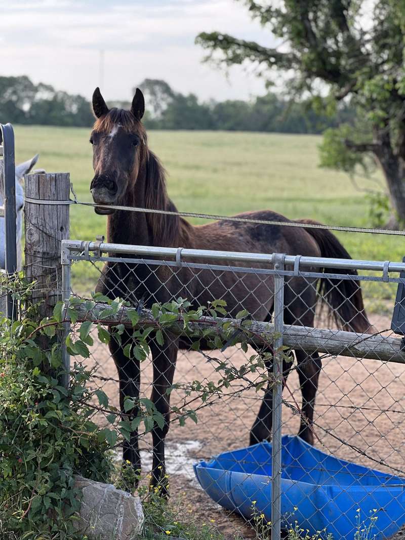 Friesian Sporthorse