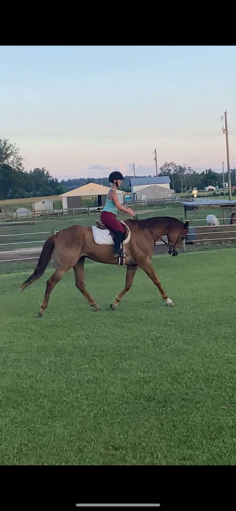 9 Yr AQHA 16.1 Gelding