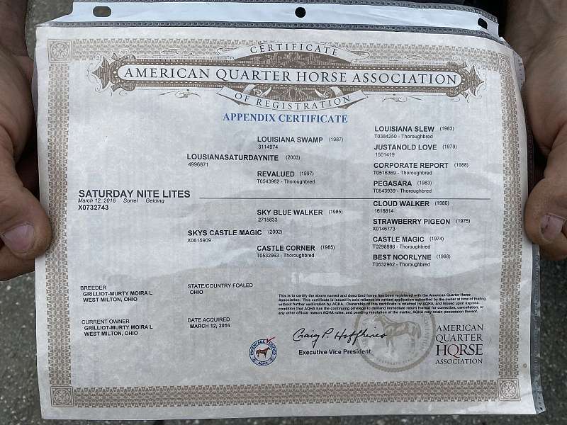 9 Yr AQHA 16.1 Gelding