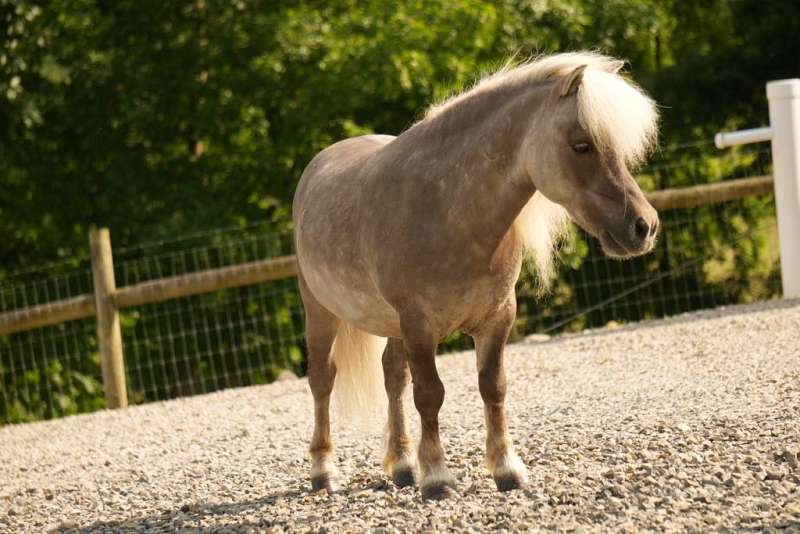 Silverado - Super Cute 8 Yr Old Silver Dapple Mini Pony Gelding!