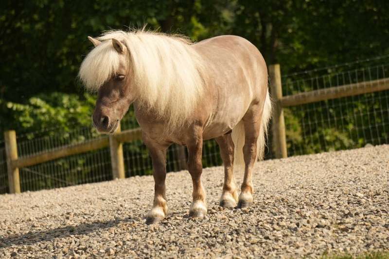 Silverado - Super Cute 8 Yr Old Silver Dapple Mini Pony Gelding!