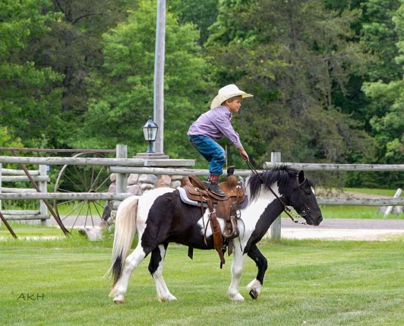 Oreo - Family Pony Deluxe 12 Yr Old Black and White Pony Gelding!