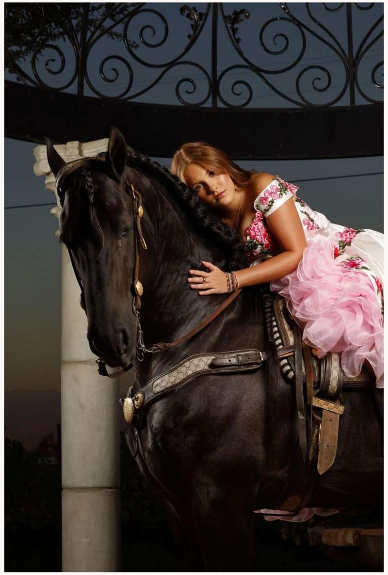 2017 Beautiful Friesian Stallion Imported