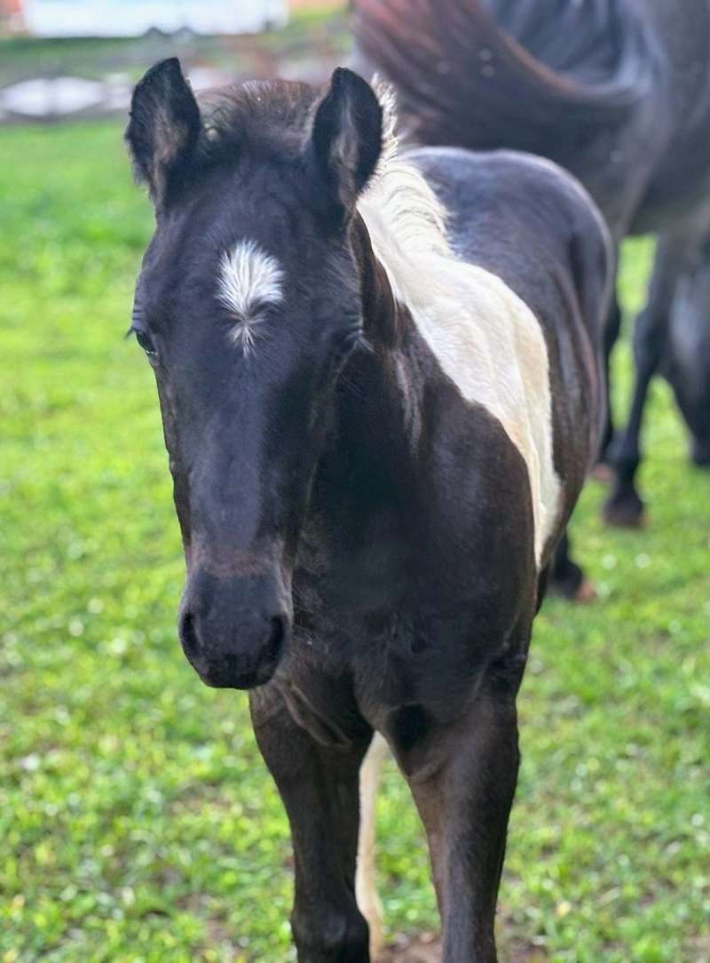 Head Turning Double Registered, Homozygous Black, Tobiano Stud Colt