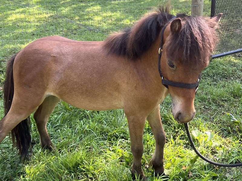 Doubled Registered Yearling Colt